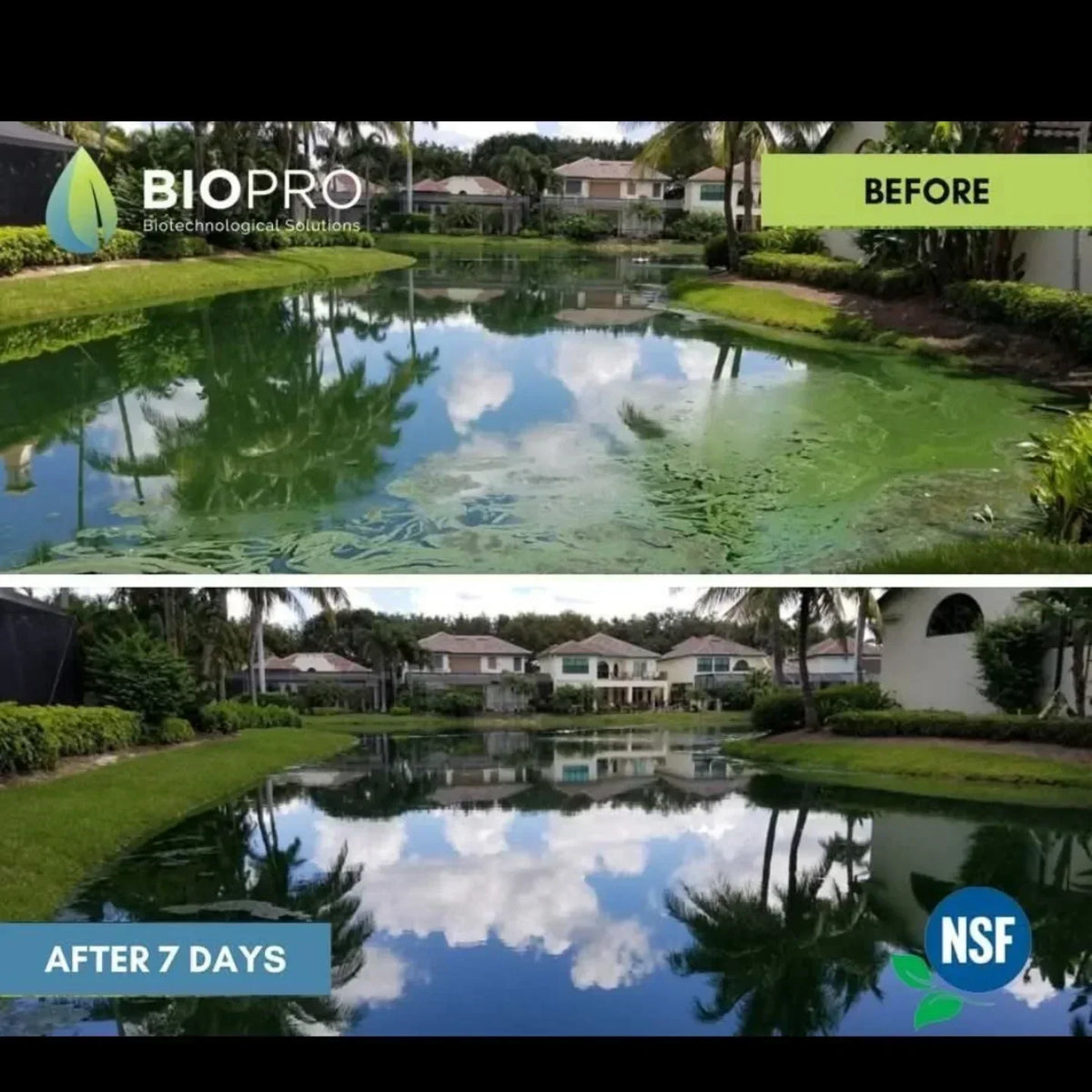 How to Remove Algae from Your Pond Naturally! Say Goodbye to Algae