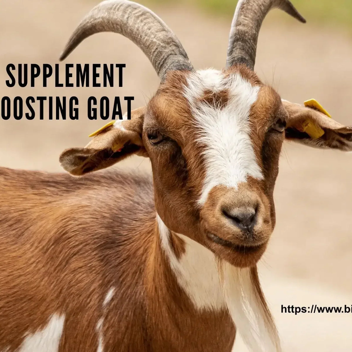 Best Goat Supplement Tips for Boosting Goat Health