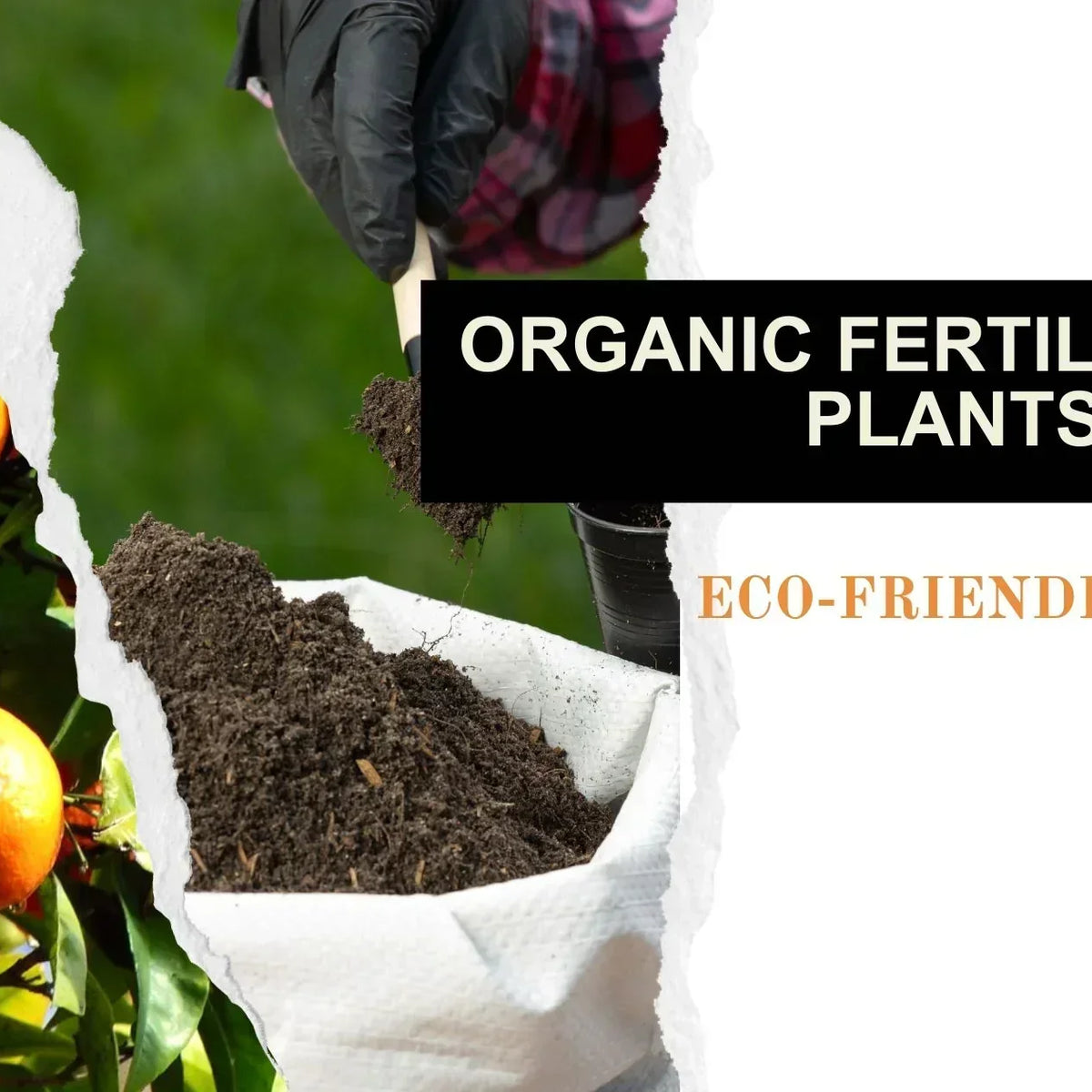 Organic Fertilizer for Plants: Eco-Friendly Choices