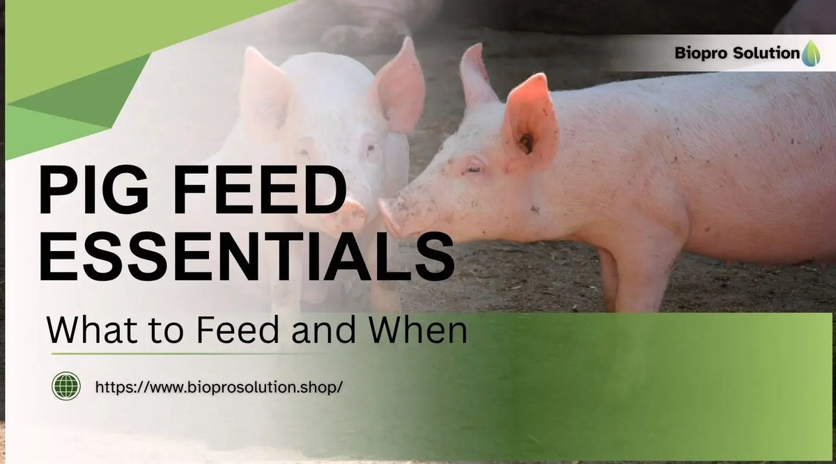 Pig Feed Essentials: What to Feed and When