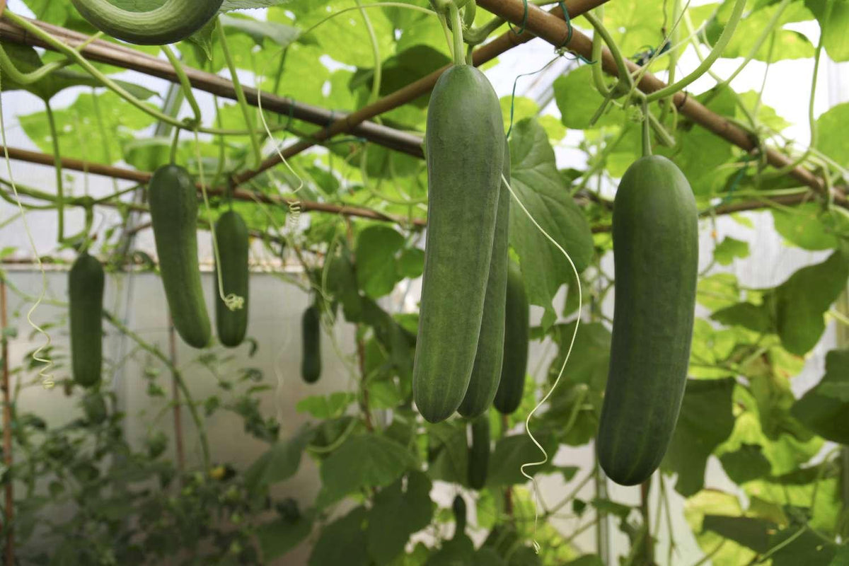How to Grow an Endless Supply of Crunchy Cucumbers (Without Pests