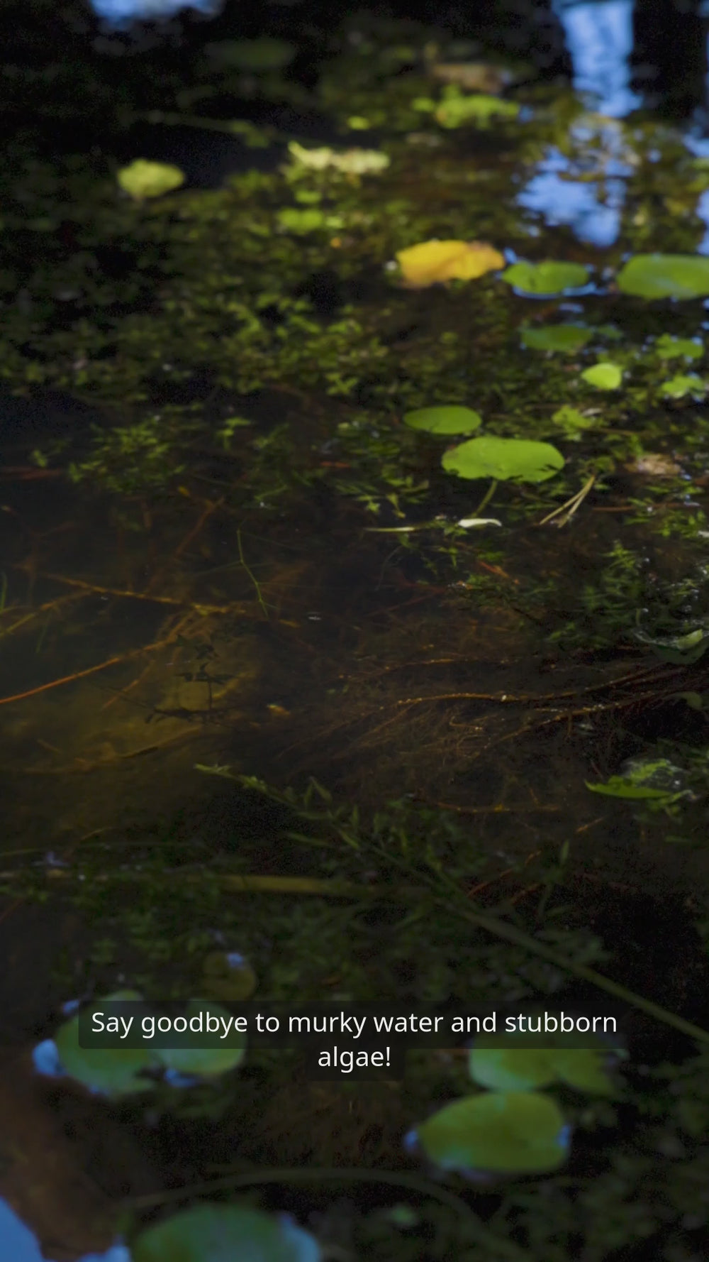 Buy BioShock Extreme for Pond Algae Control and Clear Water